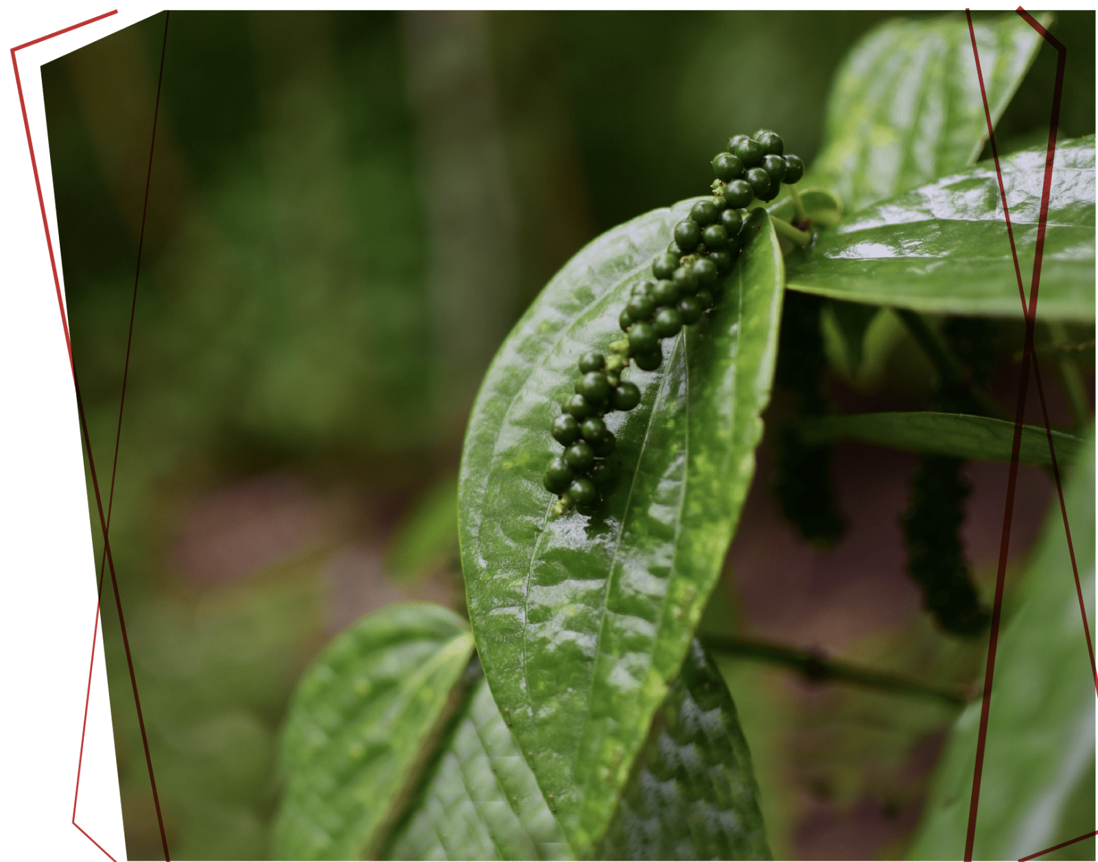 DARMEX – true oils, pure passion