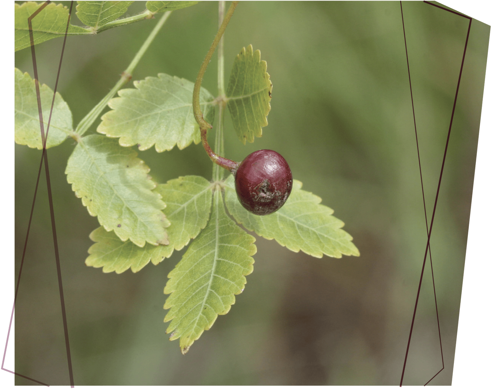 DARMEX – true oils, pure passion