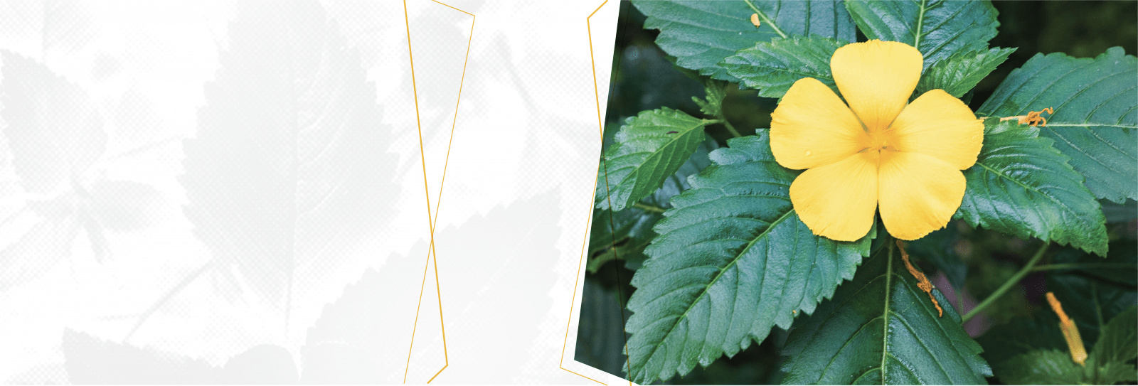 DARMEX – true oils, pure passion