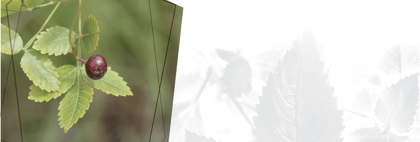 DARMEX – true oils, pure passion