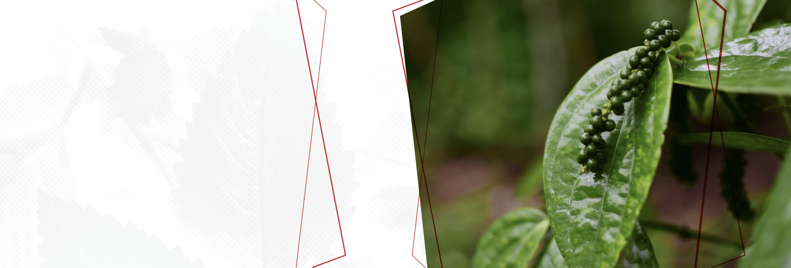 DARMEX – true oils, pure passion