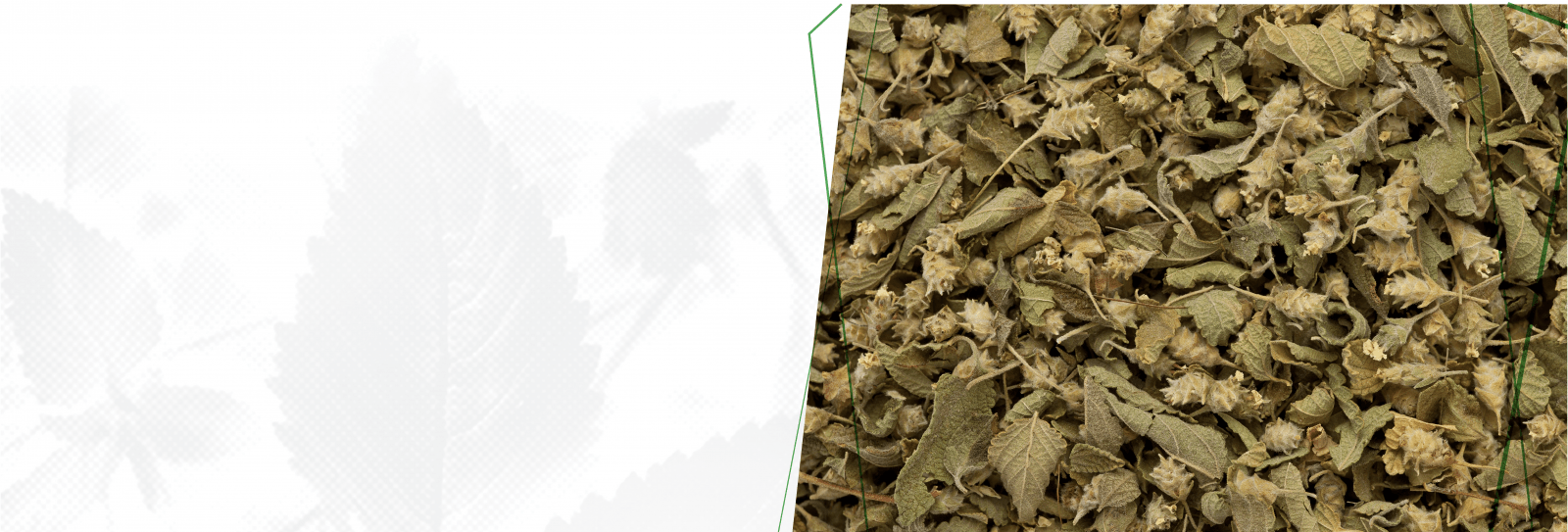 DARMEX – true oils, pure passion